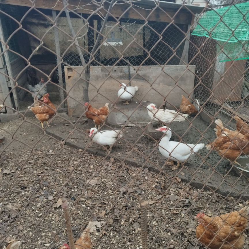 Мускусные утки на племя