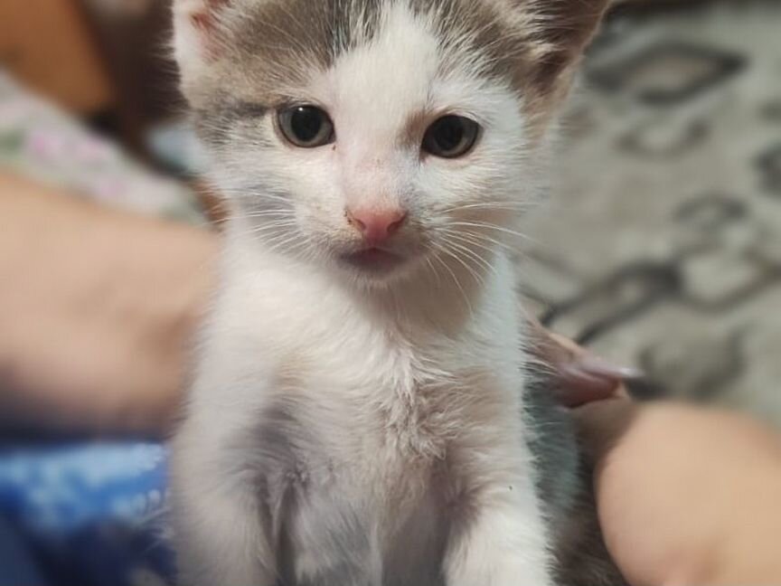 Отдам в добрые руки котят мальчика и девочку