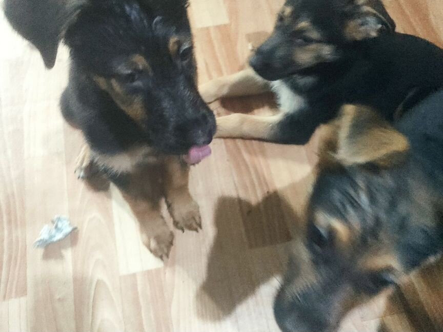 Немецкая овчарка