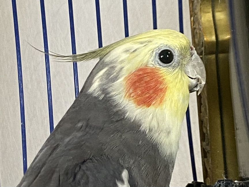 Попугай корелла