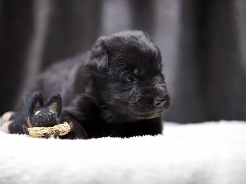 Бронирование щенков немецкой овчарки. Питомник РКФ