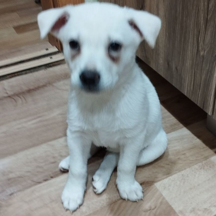 Щенок в добрые руки