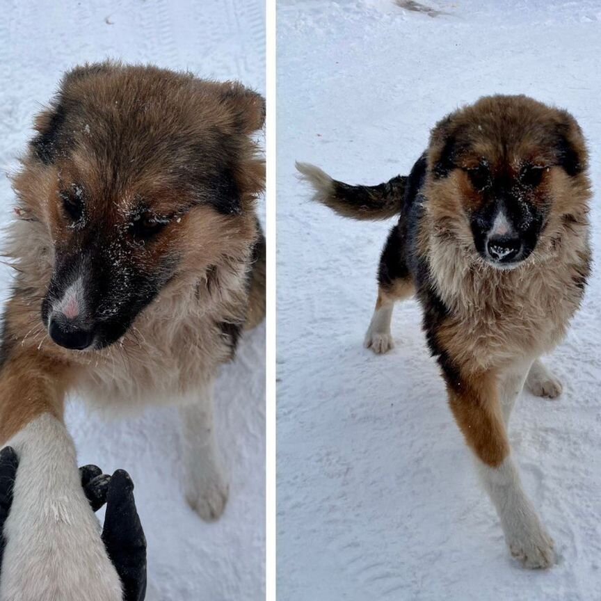 Кавказская овчарка, щенок