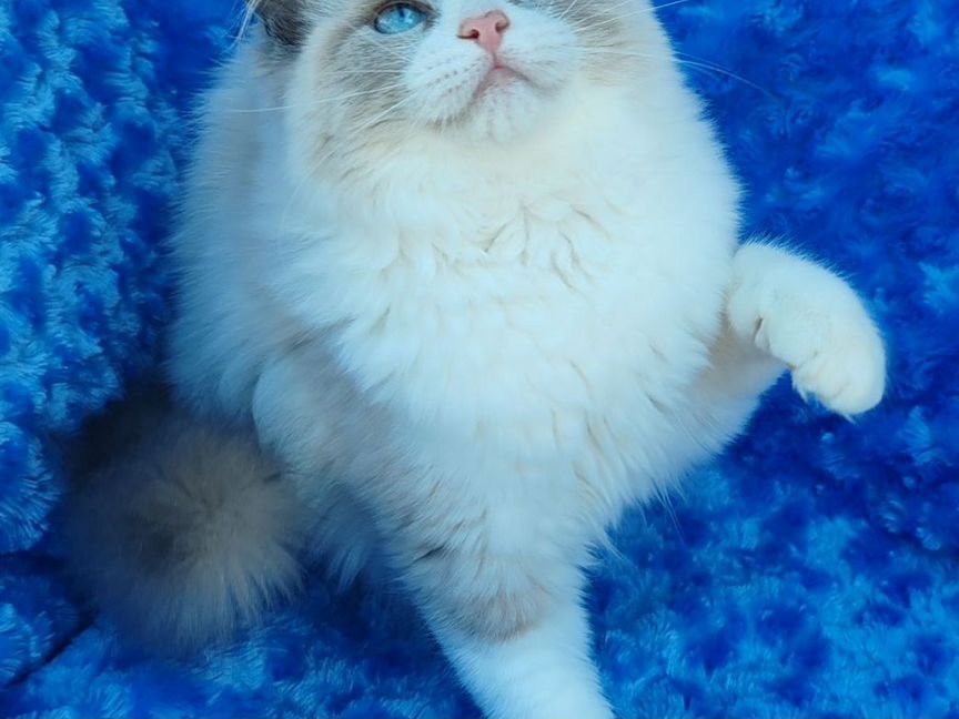 Девочка рэгдолл