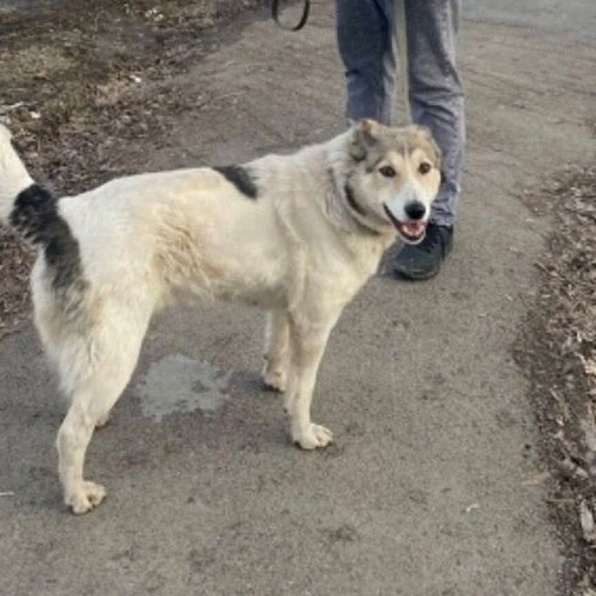 Отдам щенков лайки с волком