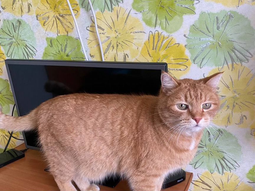 Кот ищет дом