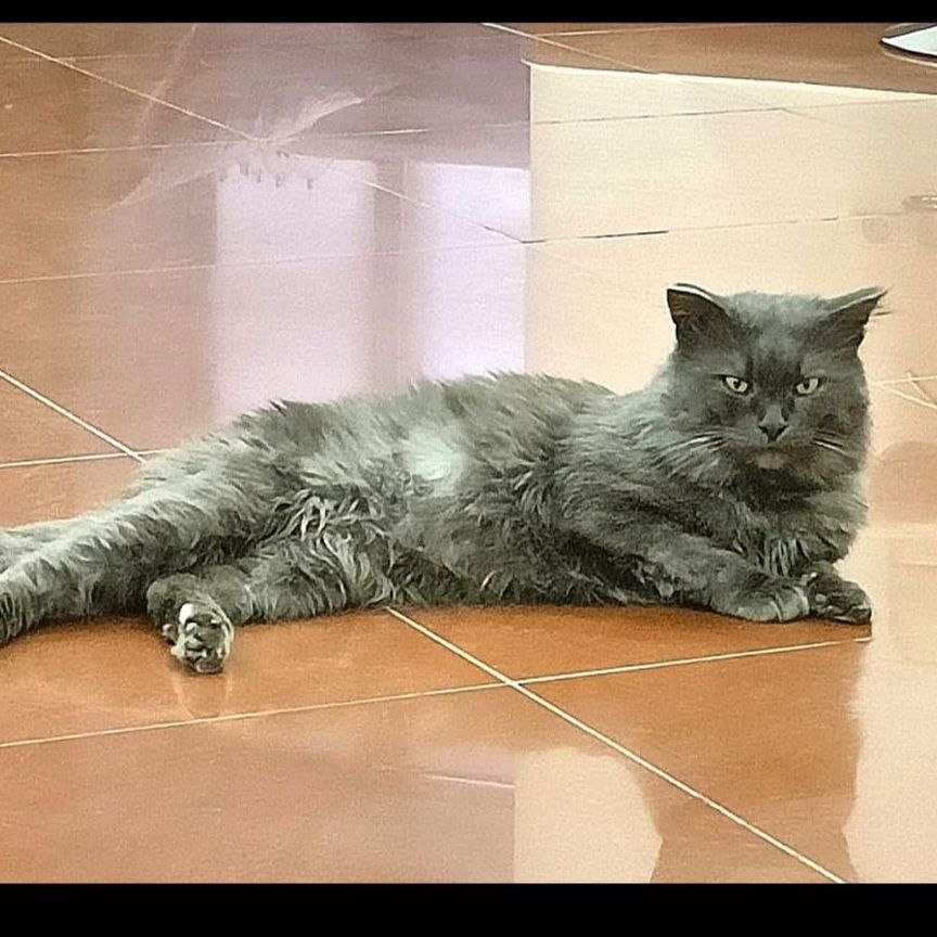 Шикарный кот Семочка