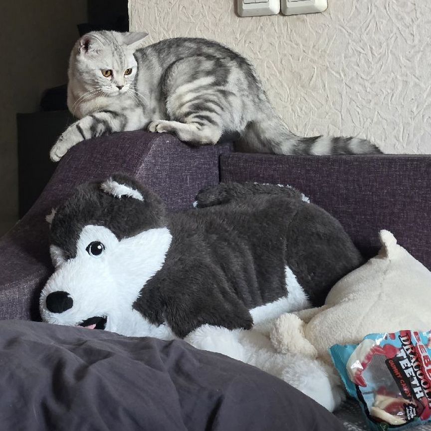 Британская короткошёрстная, взрослая кошка