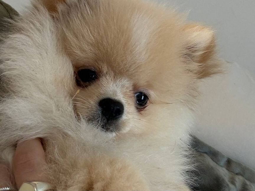 Померанский шпиц