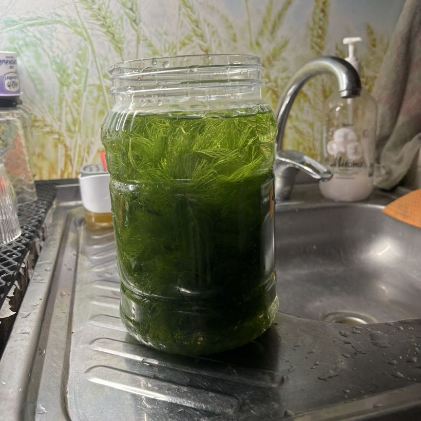 Роголистник в аквариум