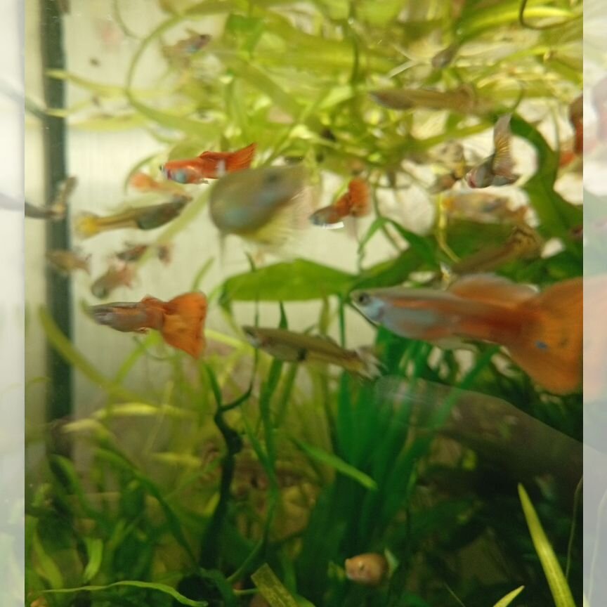 Аквариумные рыбки гуппи