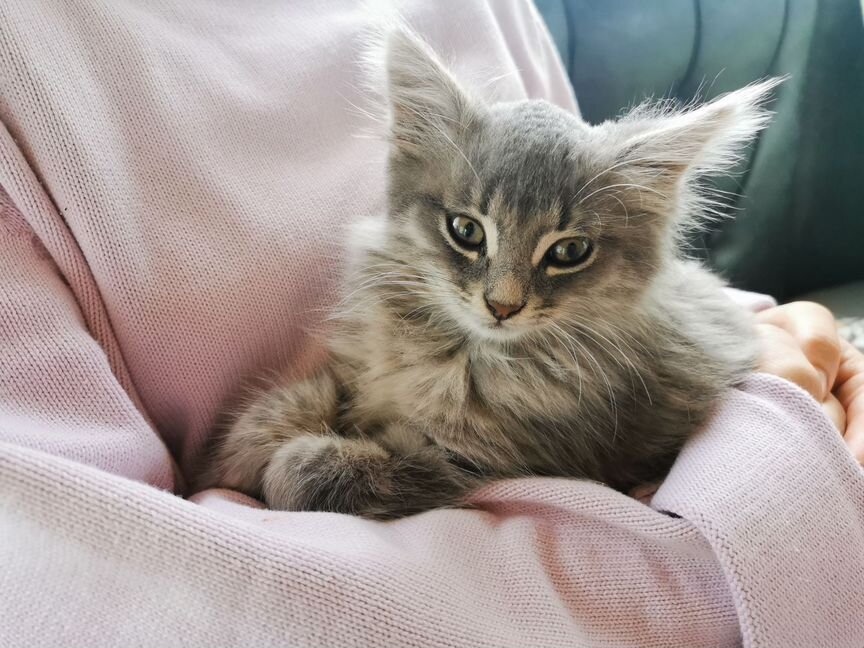 Котёнок. "Возьмите меня"