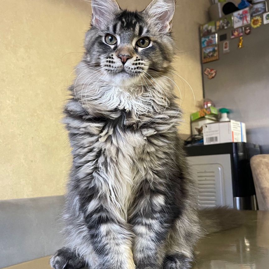 Мейн-кун котёнок