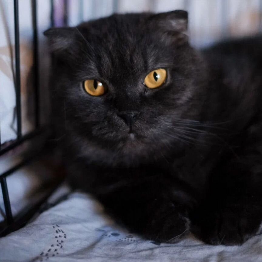 Шотландская вислоухая короткошёрстная, взрослая кошка