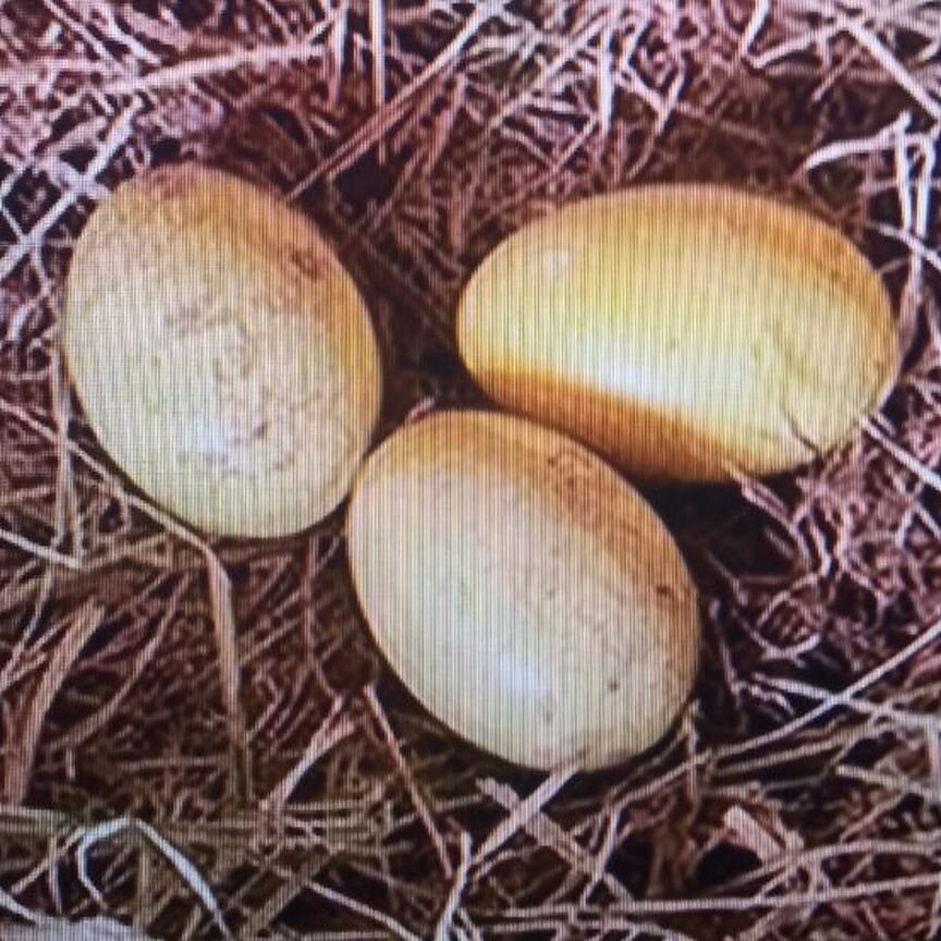 Южный Американский страус яйцо