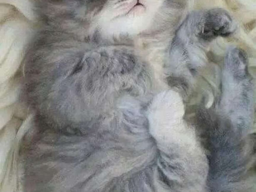 Сибирские котята