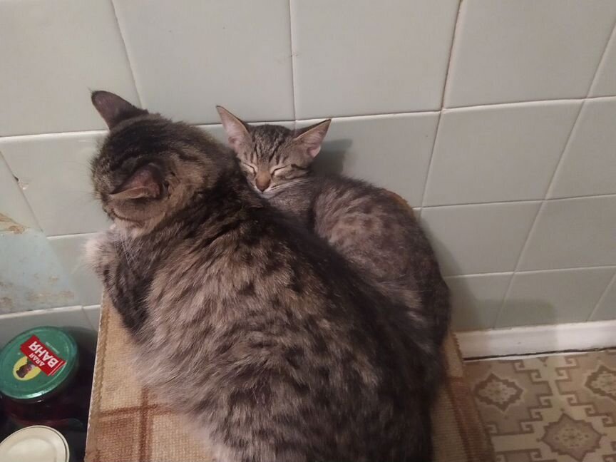 Камышовые котята