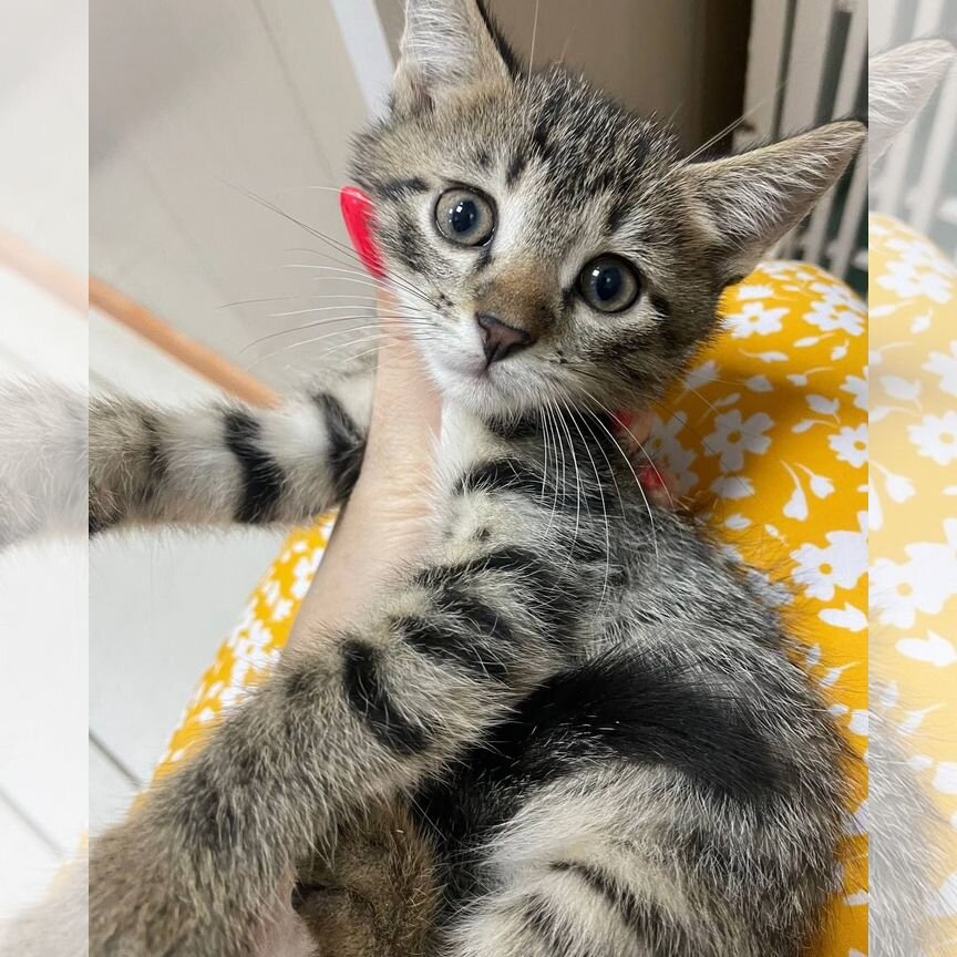 Отдам в добрые руки