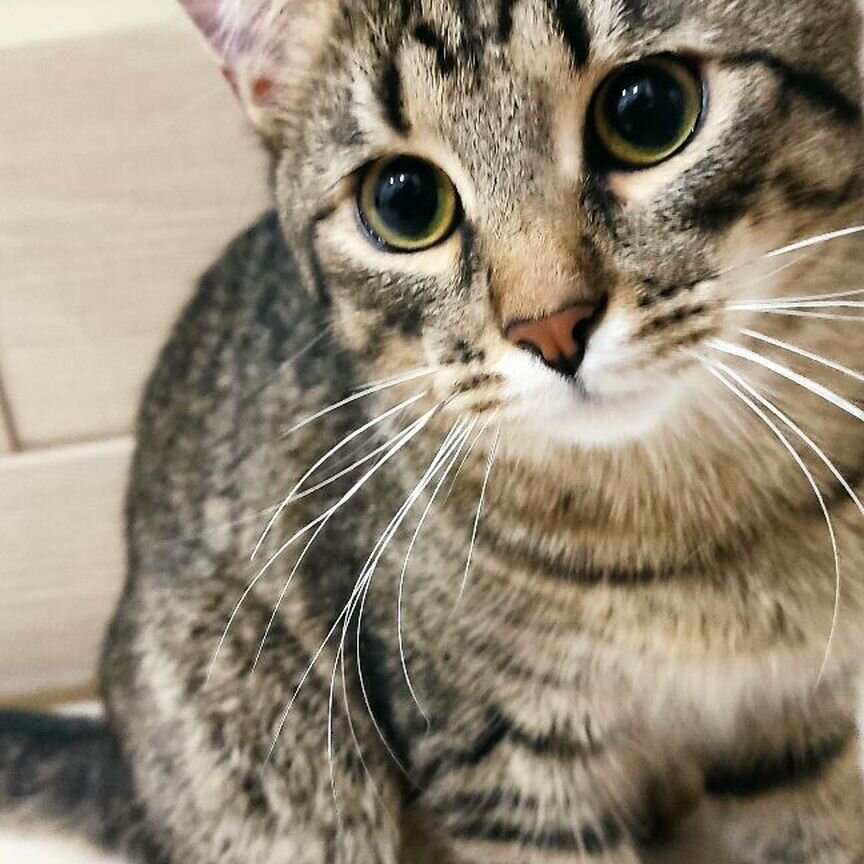 Кота в добрые руки