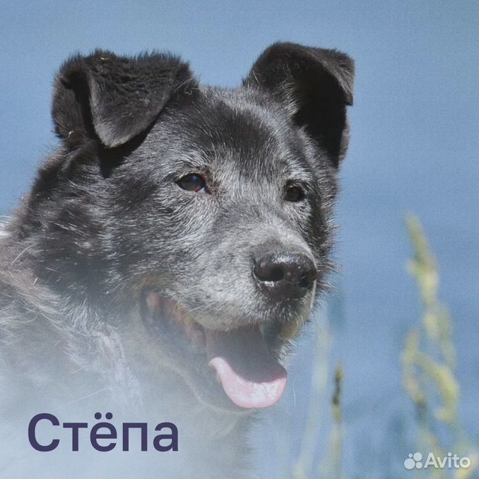 Стëпа ищет любящих хозяев