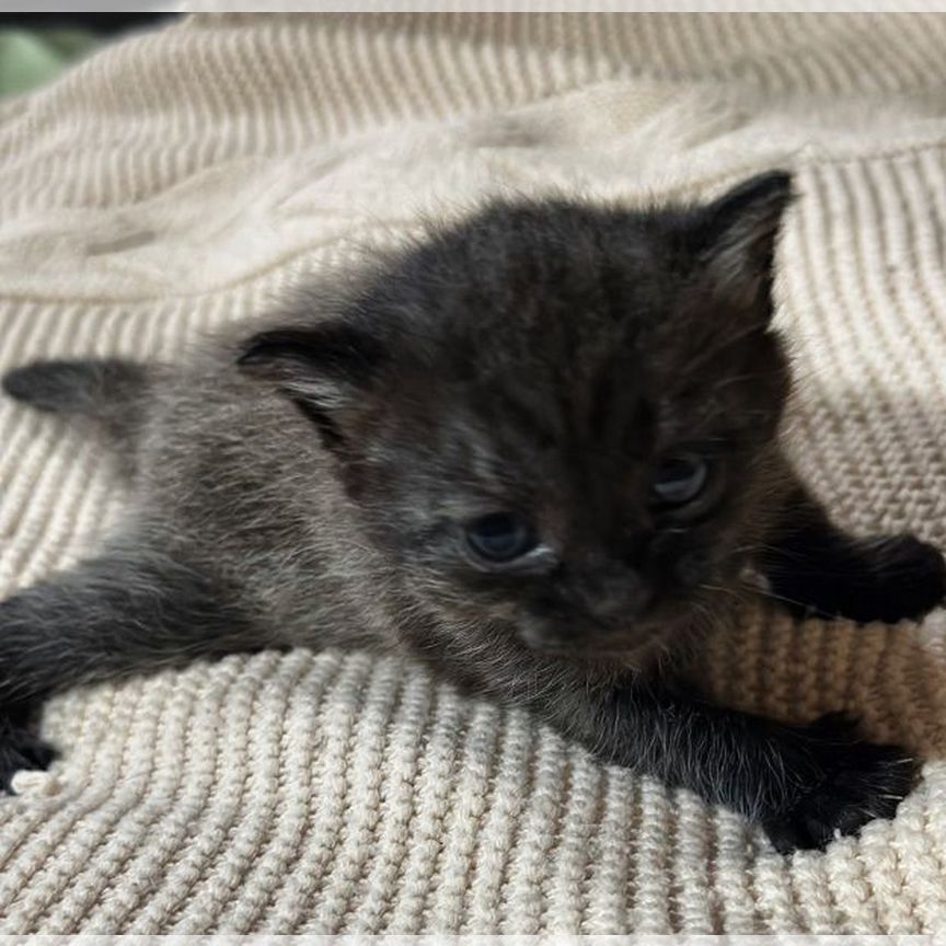 Котята в добрые руки 1 месяц