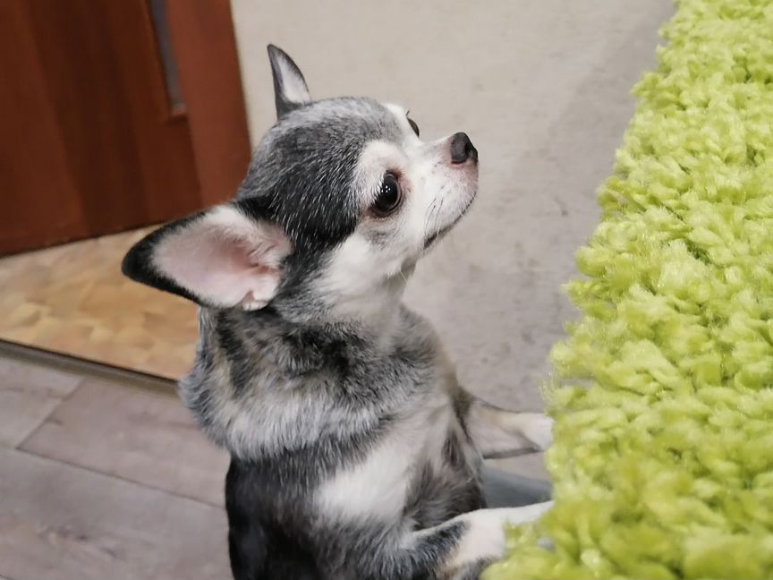 Отдам чихуахуа