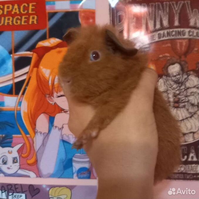 Морская свинка тедди