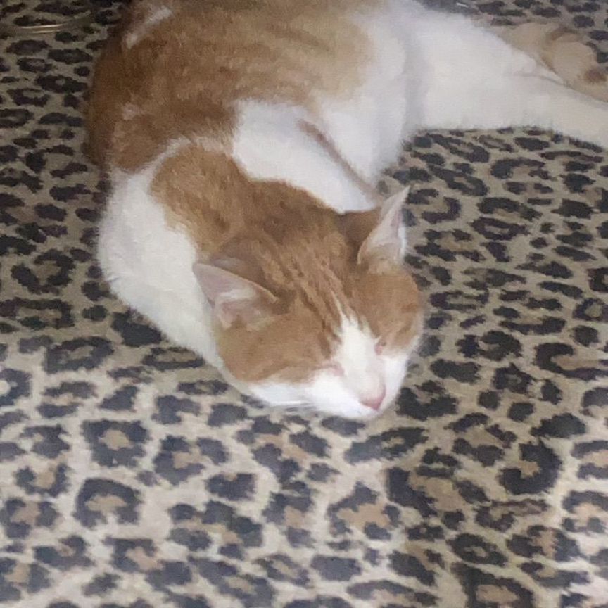 Мурлыкающее счастье