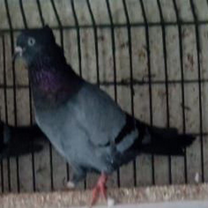 Продажа голубей