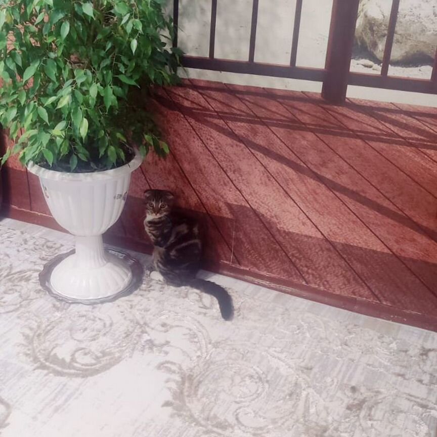 Отдам в добрые руки кошечку беспатно