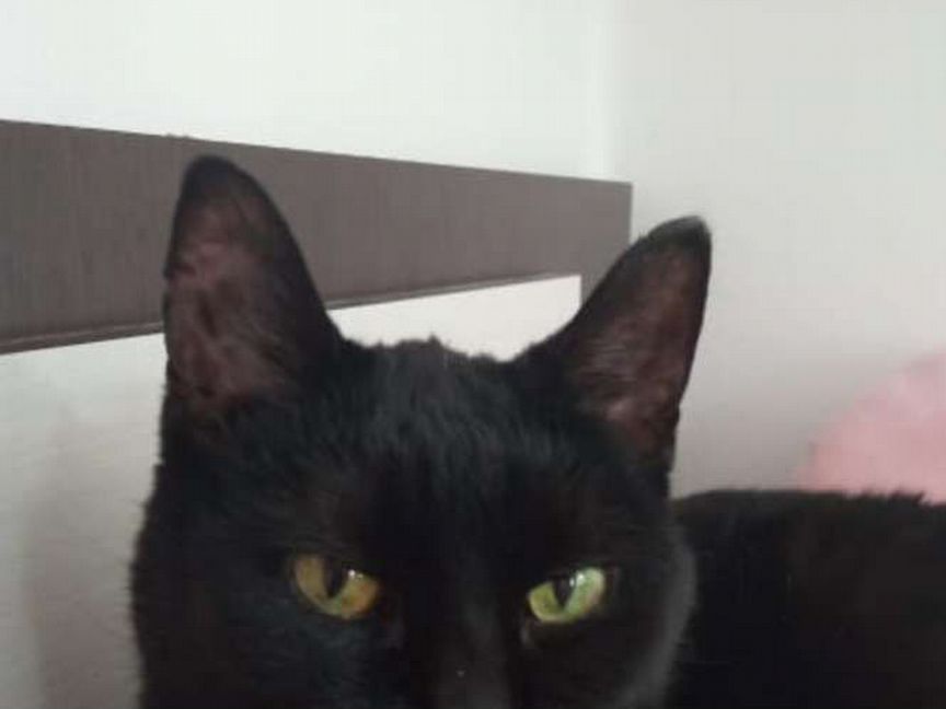 Кот