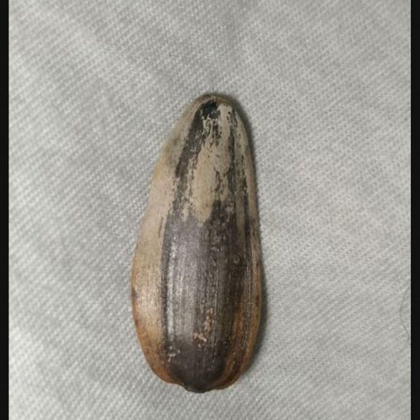 Жареная семечка джин ищет дом