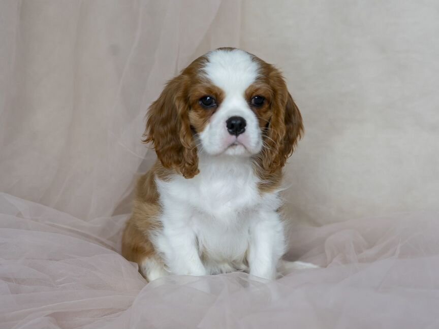 Щенки Кавалер Кинг Чарльз спаниель