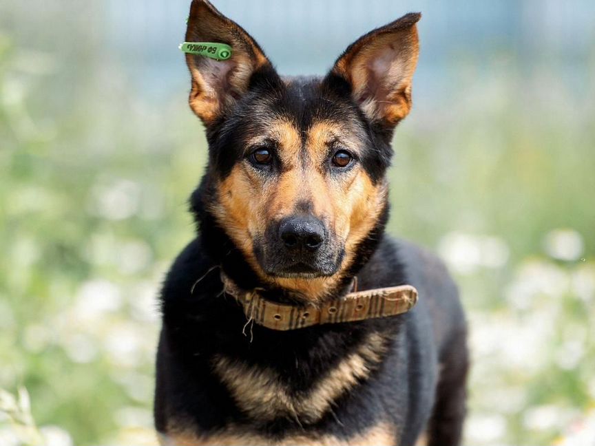 Метис овчарки в добрые руки