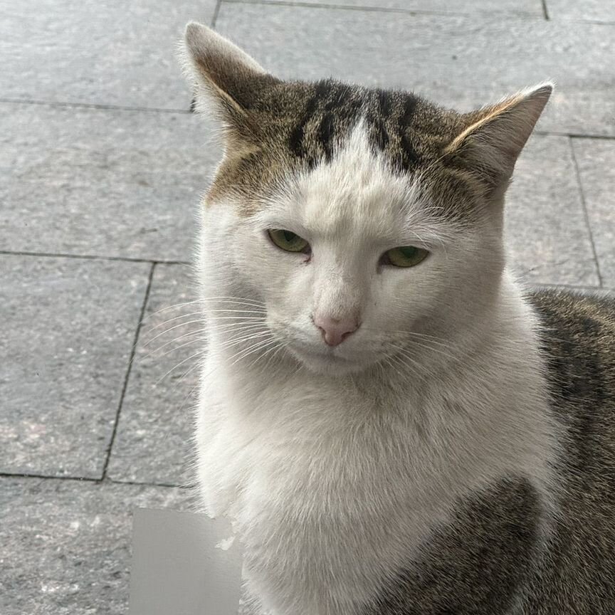 Зеленоглазый друг