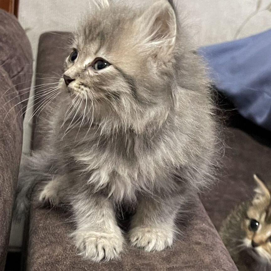 Котенок девочка серая