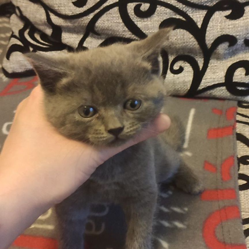 Британские котята
