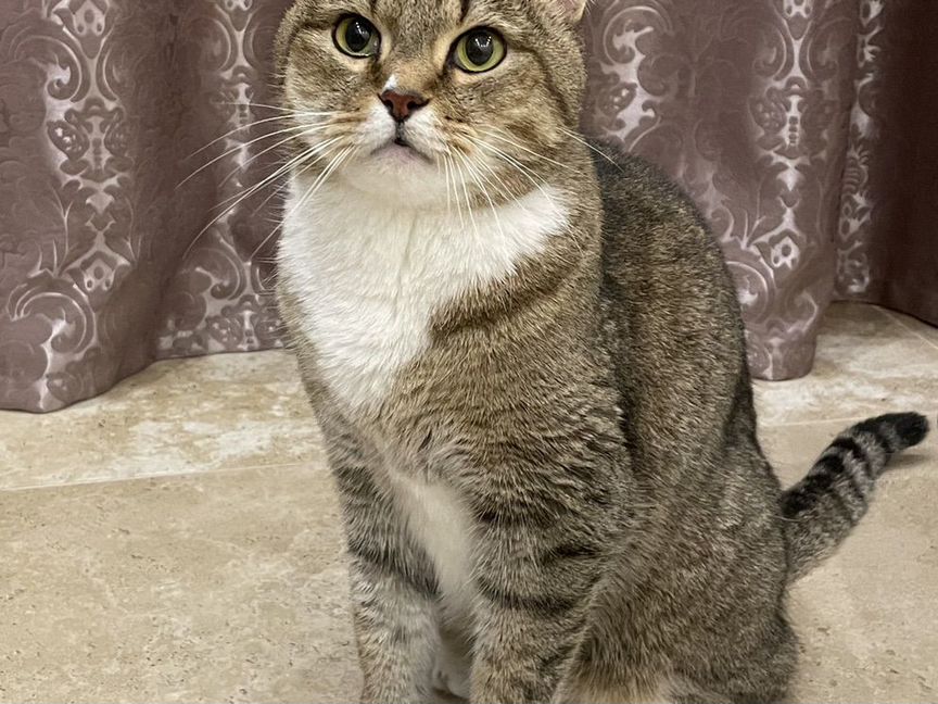 Котик в добрые руки