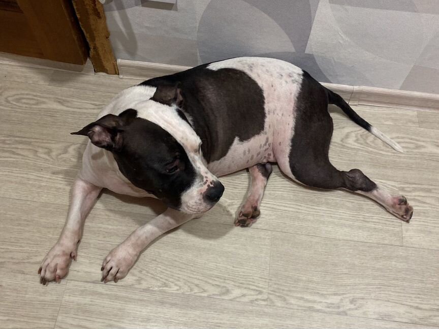 Стаффордширский терьер