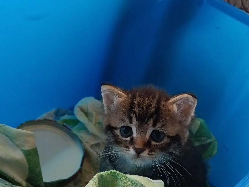 Котенок девочка 1 месяц С Р О Ч Н О