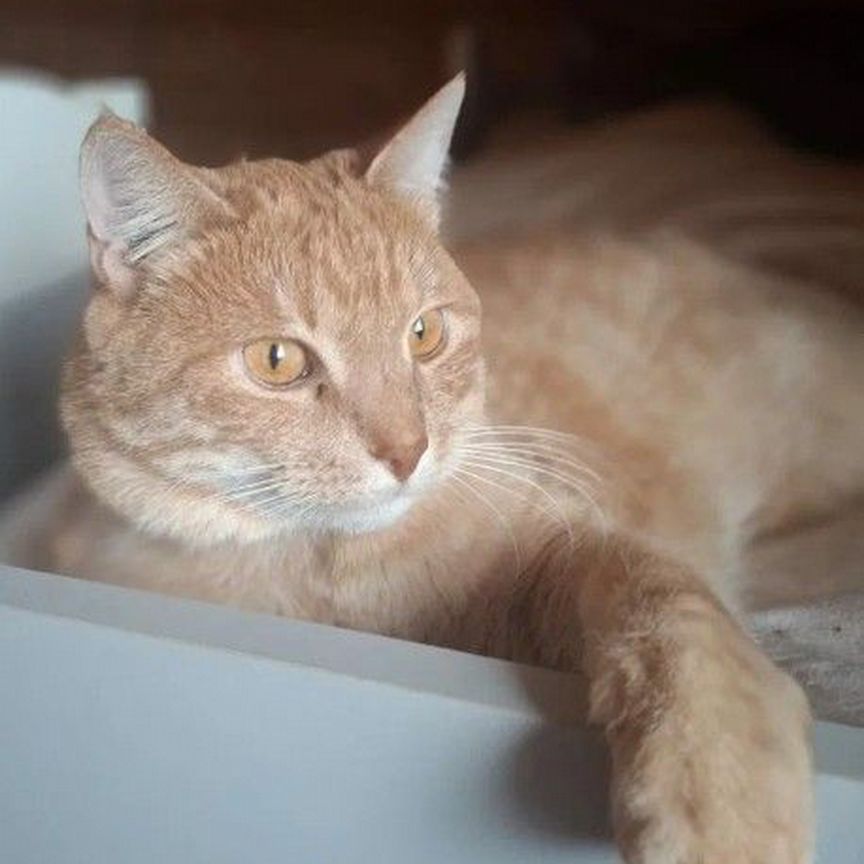 Шикарный и неповторимый Жером ждёт свою семью