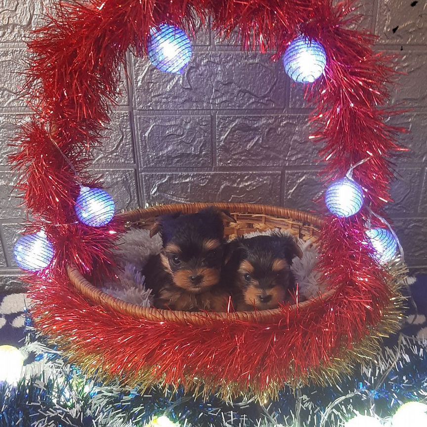 Йоркширский терьер, щенок