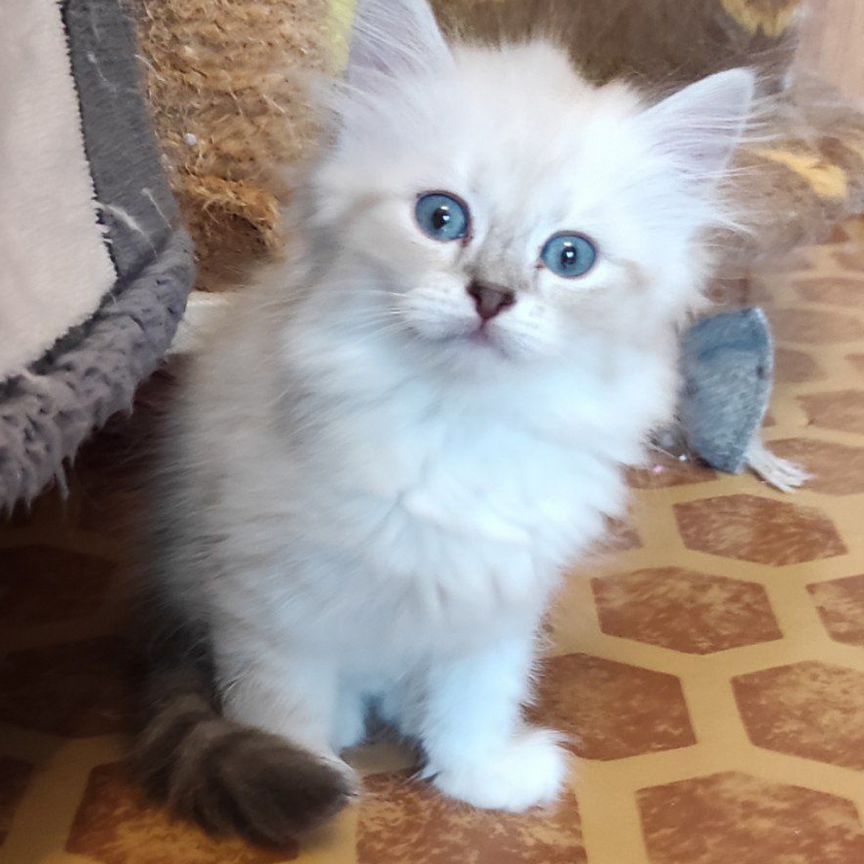 Сладкие малыши