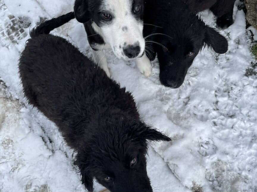 Отдам в хорошие руки щенков