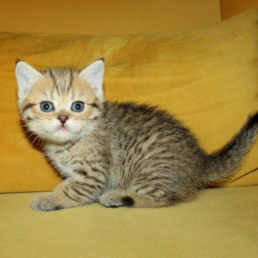 Британский мальчик (золотой)