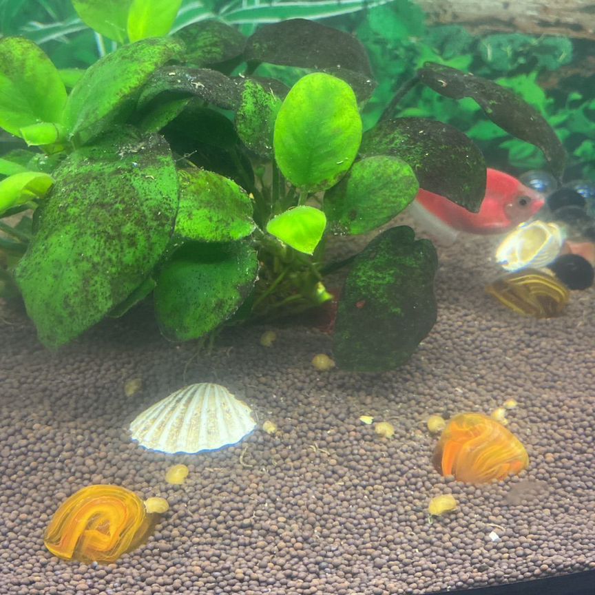 Улитки ампулярии