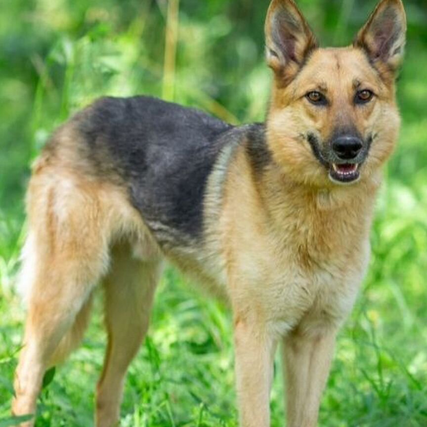 Собачка в добрые руки