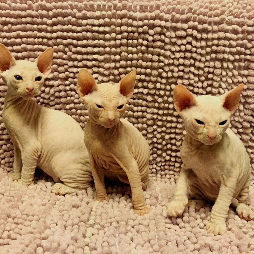 Розовый сфинкс