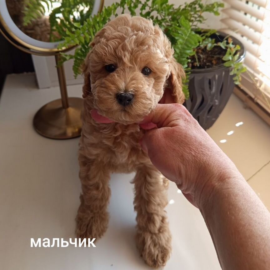 Пудель, щенок
