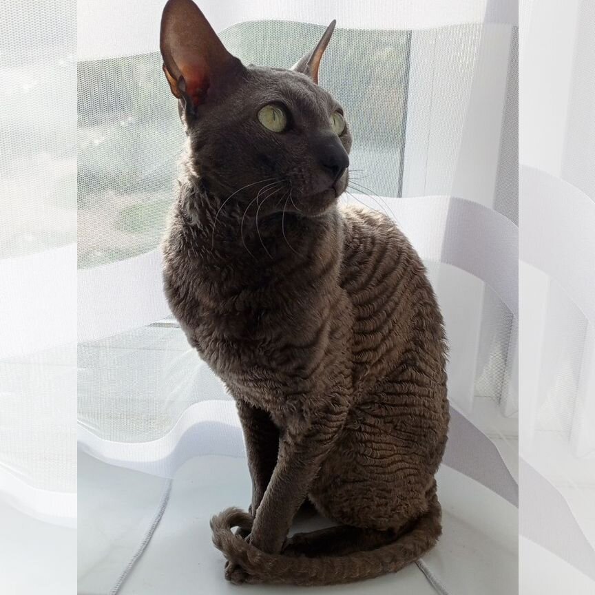 Корниш-рекс, взрослый кот